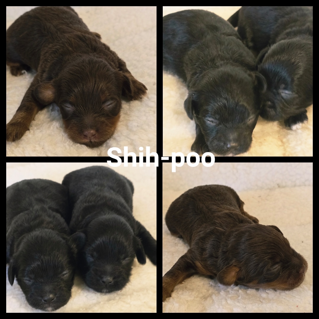 Shih-Poo (Shih Tzu x Caniche miniature) - Aux Petits Câlins