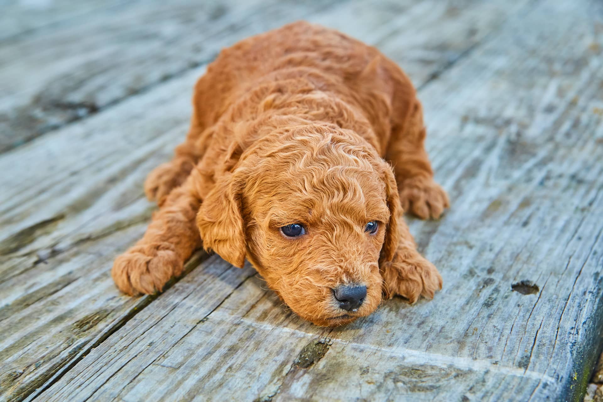 Goldendoodle – Aux Petits Câlins