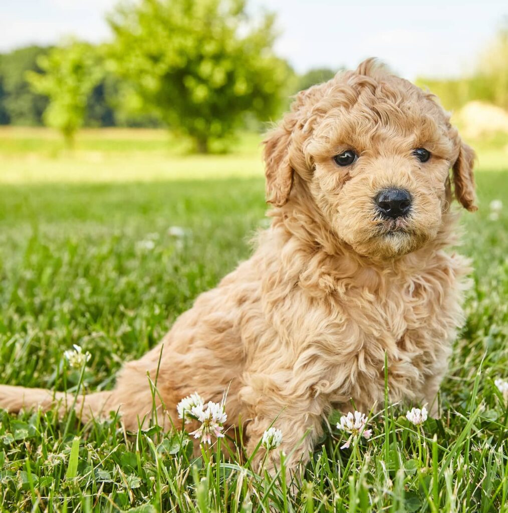 Goldendoodle – Aux Petits Câlins